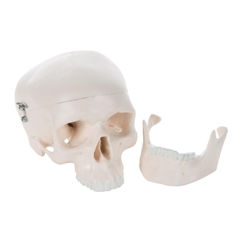 3-Part Mini Human Skull Model - LabWorld.co.uk
